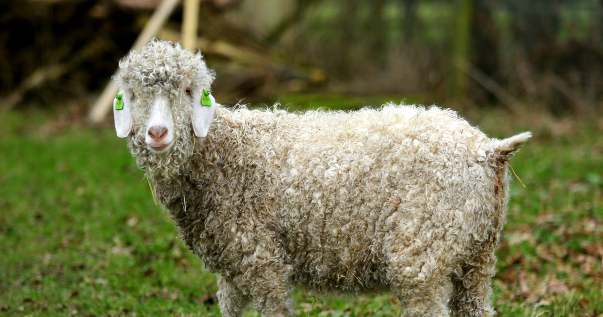 New Angora Goat arrivals to the Harrison Spinks farm | Harrison Spinks