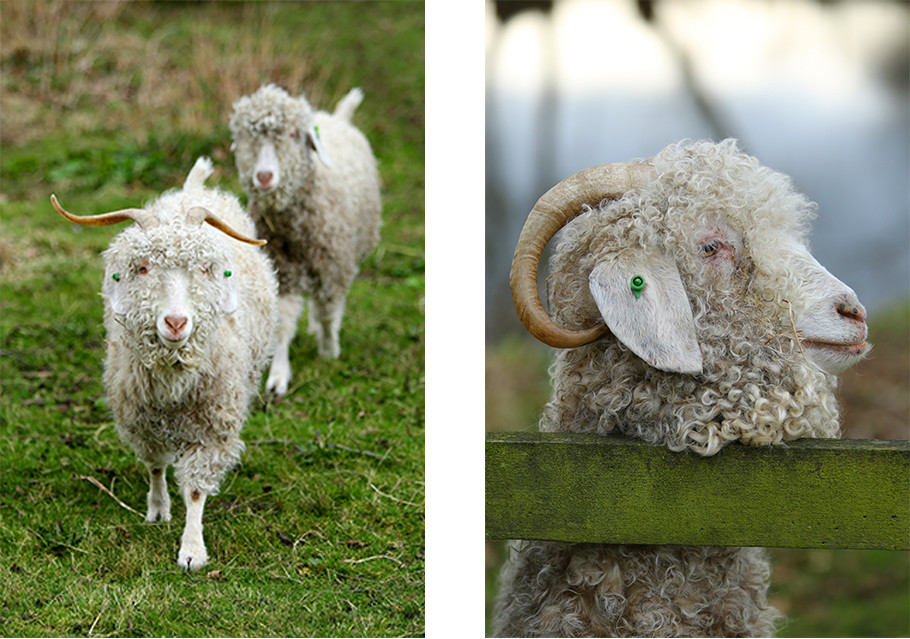 New Angora Goat arrivals to the Harrison Spinks farm | Harrison Spinks