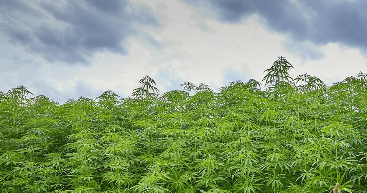 Sustainably Grown Hemp from Yorkshire | Harrison Spinks