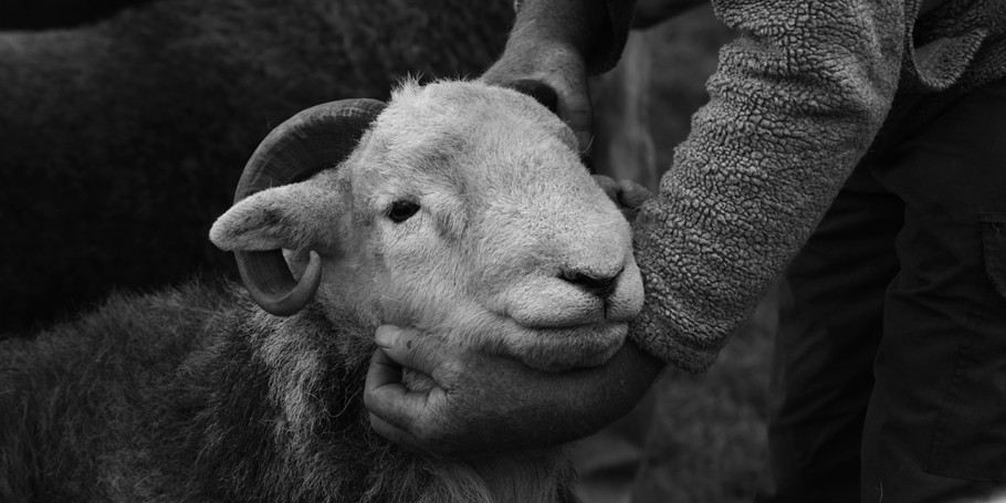 Herdwick Sheep Facts: What makes them unique? | Harrison Spinks