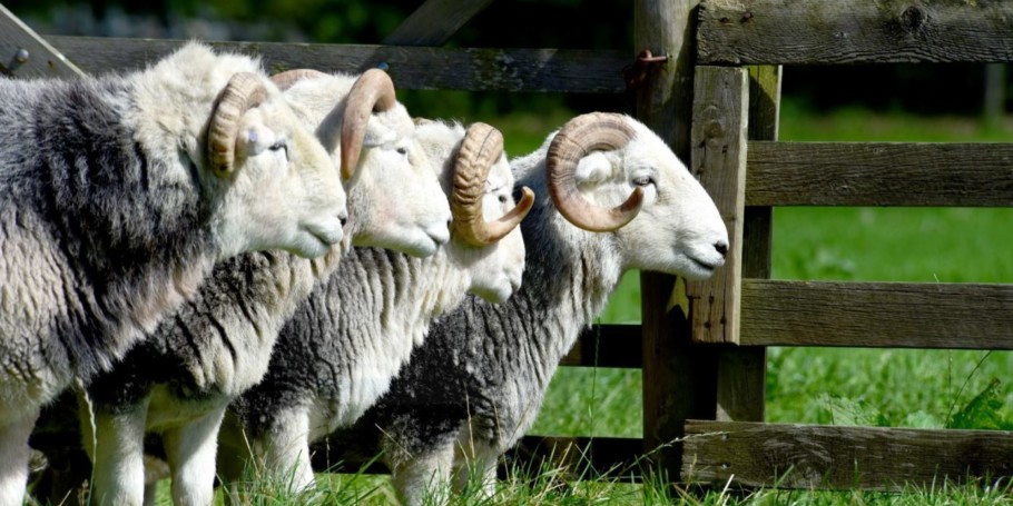 Herdwick Sheep Facts: What makes them unique? | Harrison Spinks