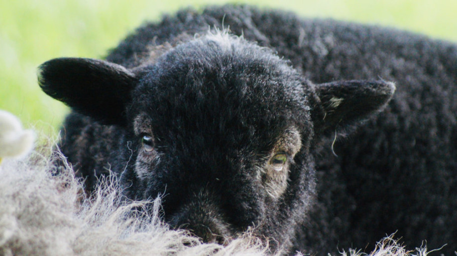 Herdwick Sheep: Everything You Ever Wanted to Know | Harrison Spinks